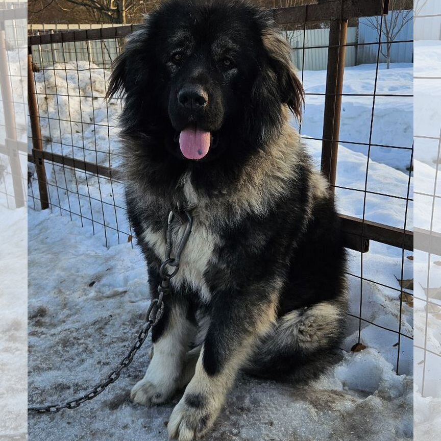 Кавказская овчарка, вязка