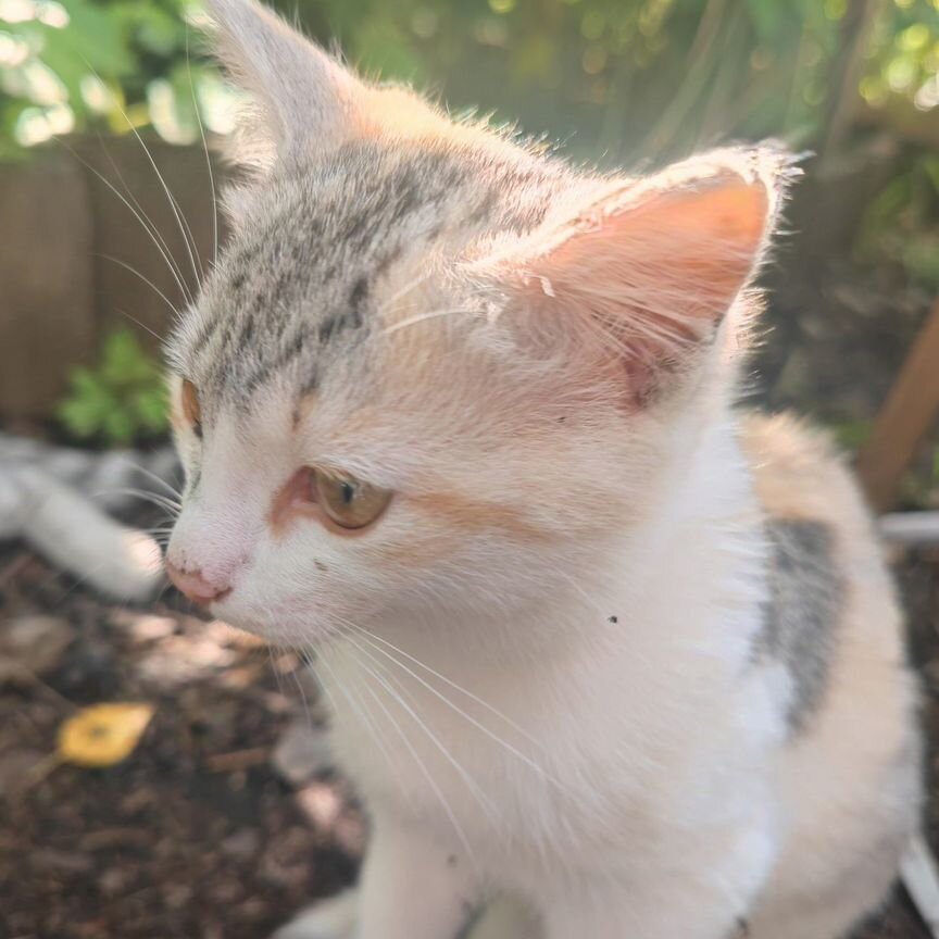 Котейка котёнок котейка котёнок