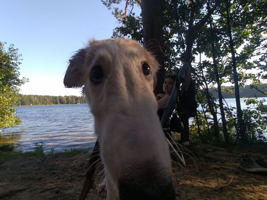 Щенок русской борзой