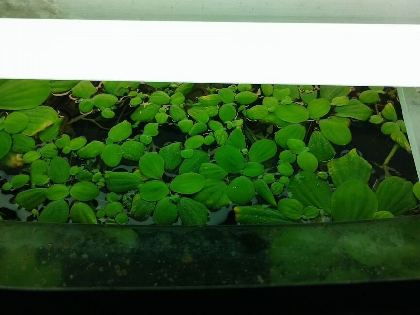 Отдам бесплатно водоросли пистия