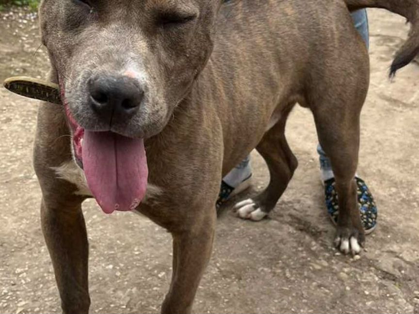 Продаю, Американского-питбультерера, мальчик,1 го