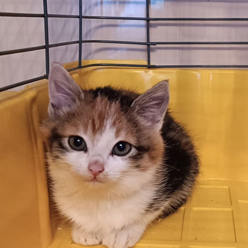 Котенок в добрые руки
