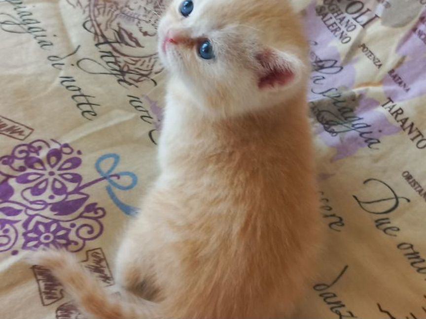 Британские котята