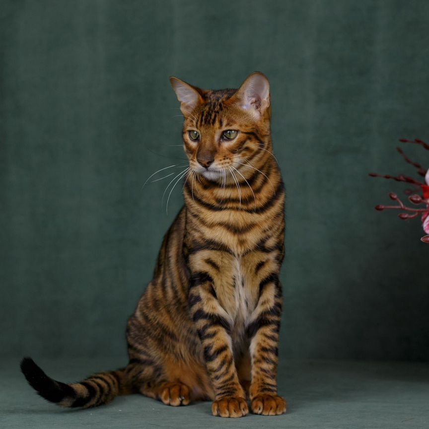 Котенок породы тойгер