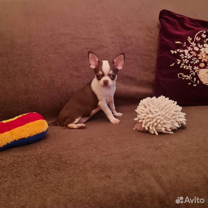 Детишки чишки