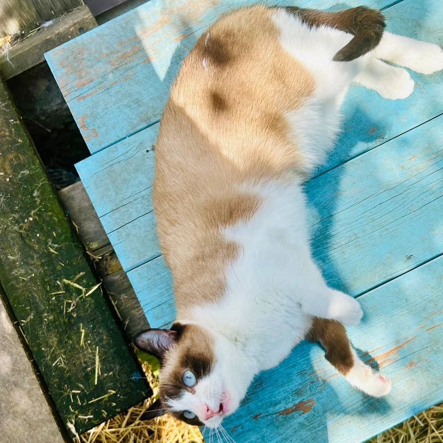 Красивая кошка в добрые руки