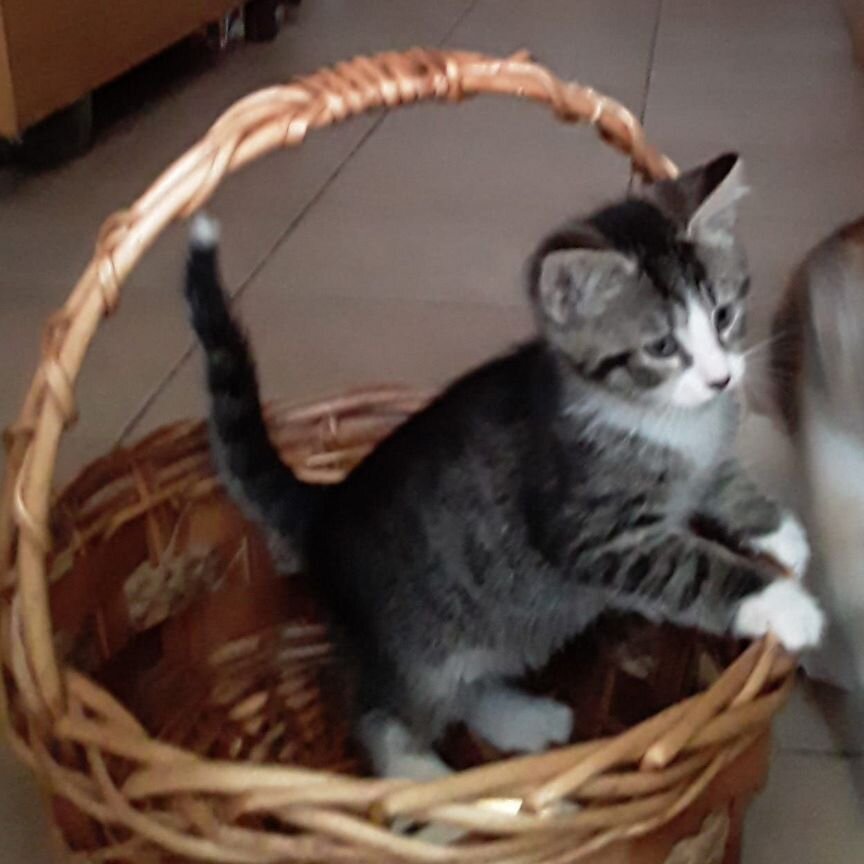 Котенок мальчик бесплатно в добрые руки