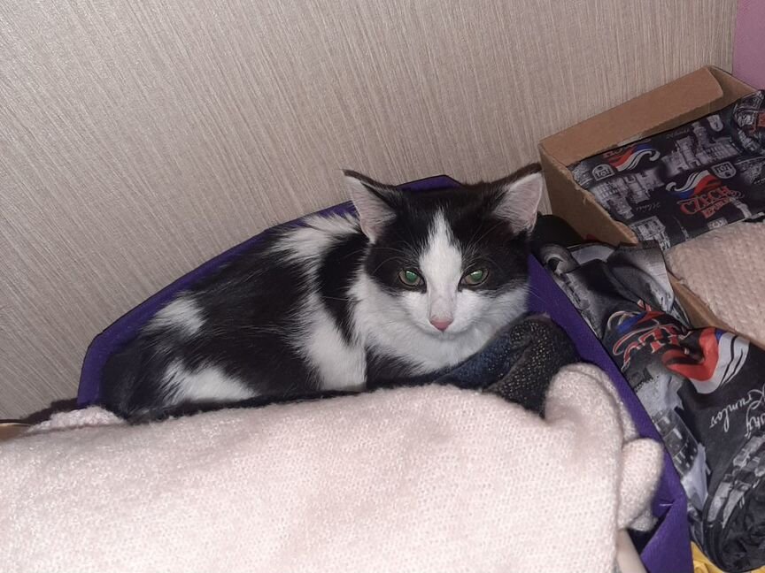 Подарю котеночка