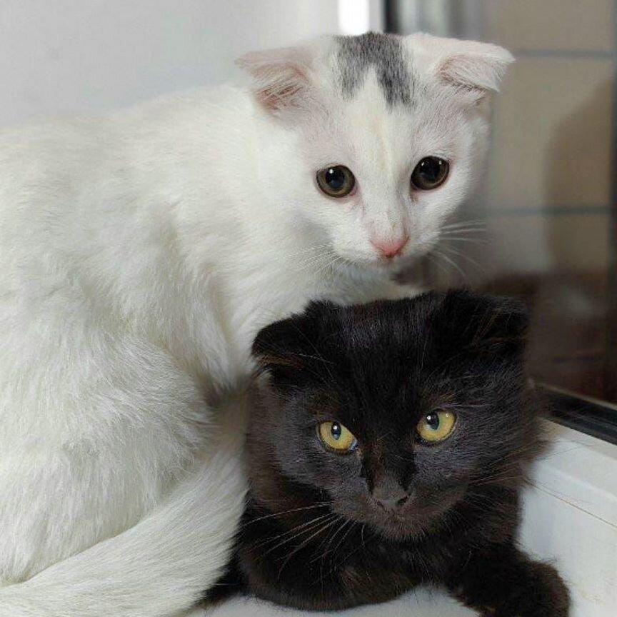 Вислоушки в дар