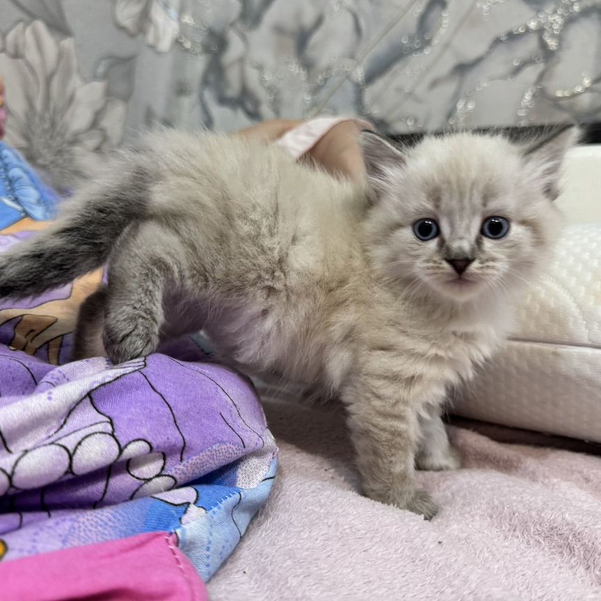 Сиамский котёнок