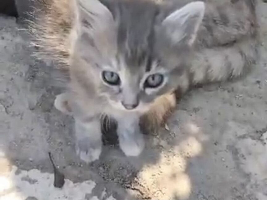 Кошка с котятами