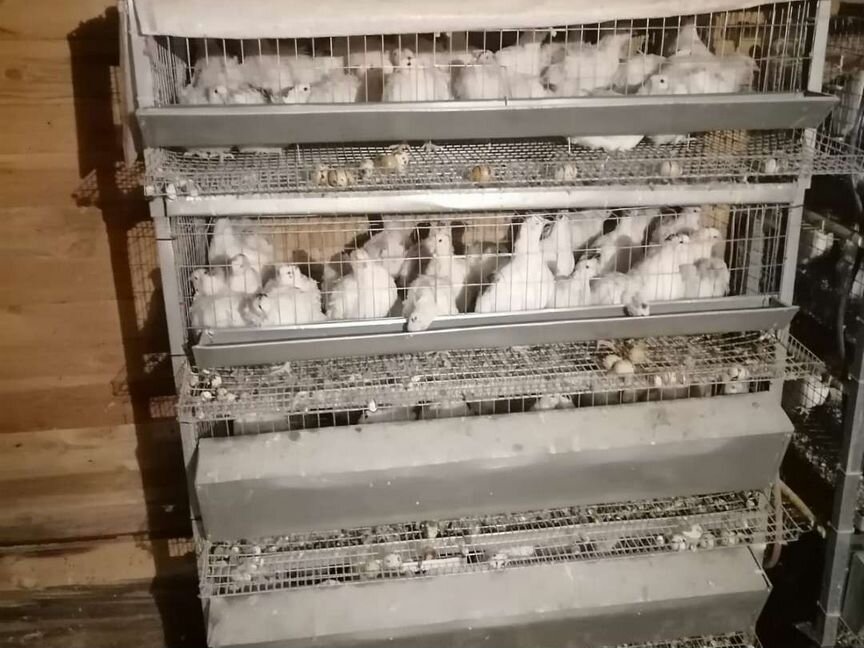 Перепел тихаский