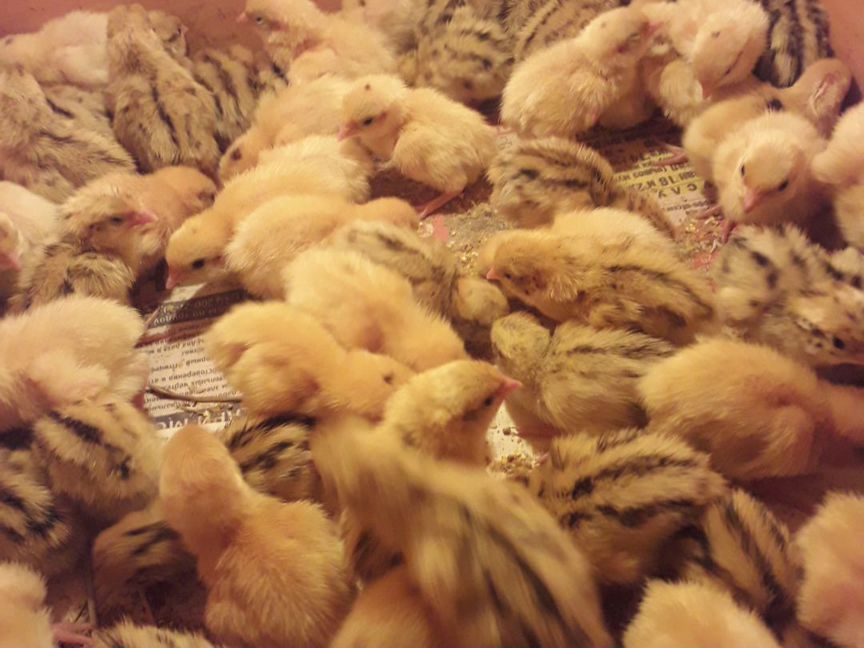 Перепела продажа