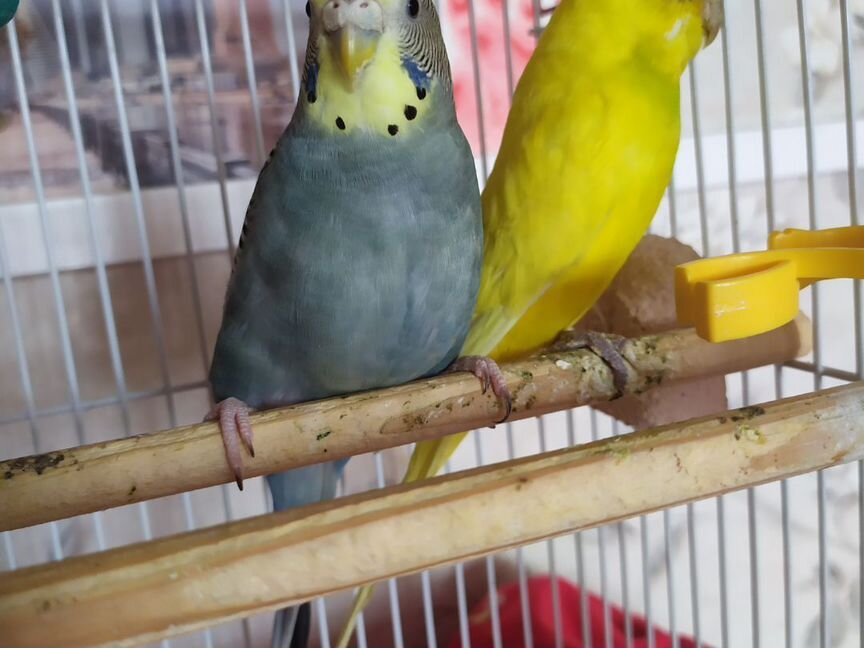 Волнистый попугай с клеткой