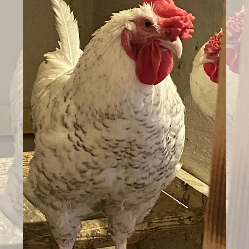 Петух Пушкинской породы