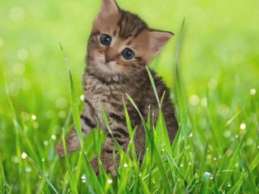 Котёнок домовёнок ищет дом