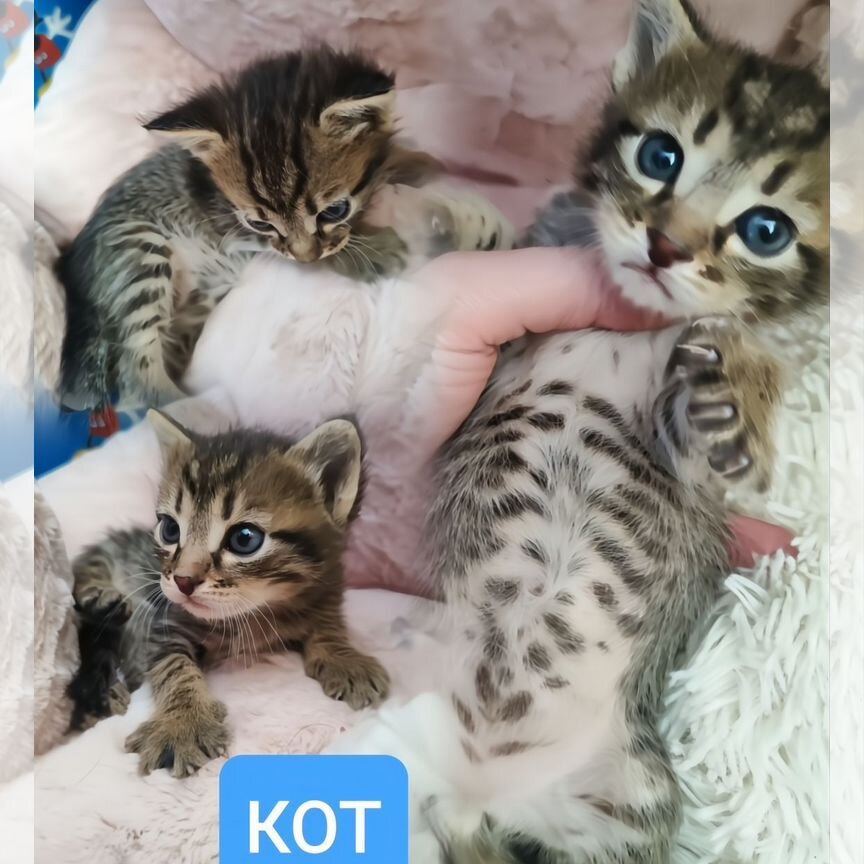 Котёнок в добрые руки