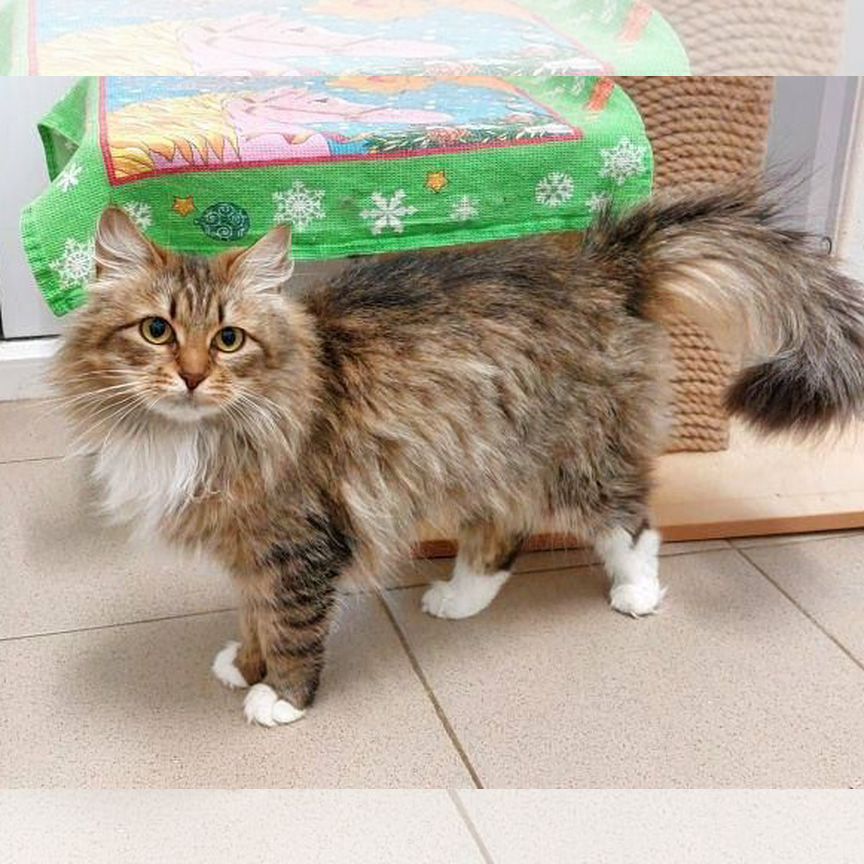 Сибирская, взрослая кошка