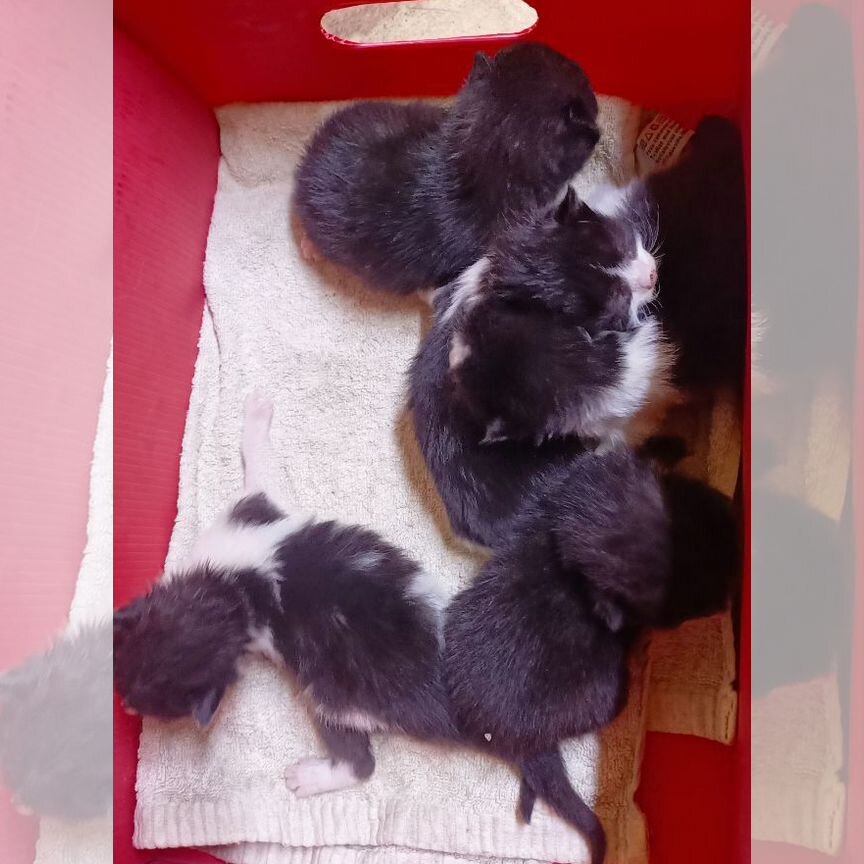 Котёнок в добрые руки