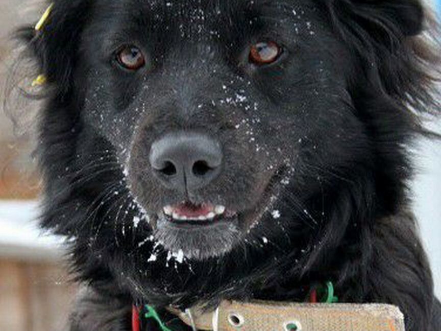 Чудесной собаке ищем дом