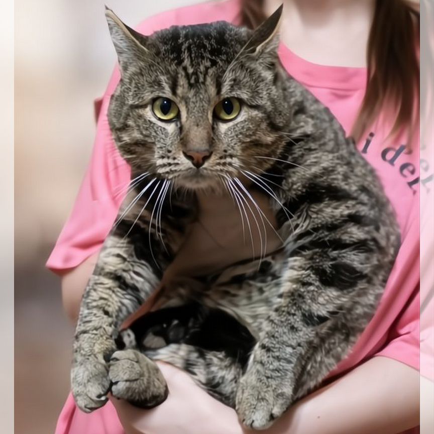 Взрослый кот в добрые руки