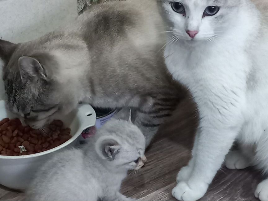 Котёнок