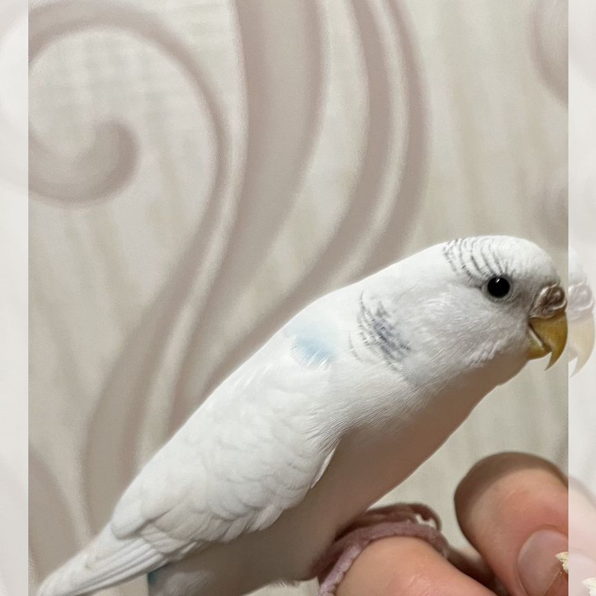 Волнистый попугай