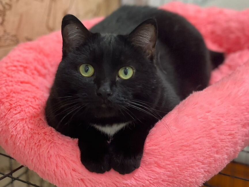 Кошечка ищет дом