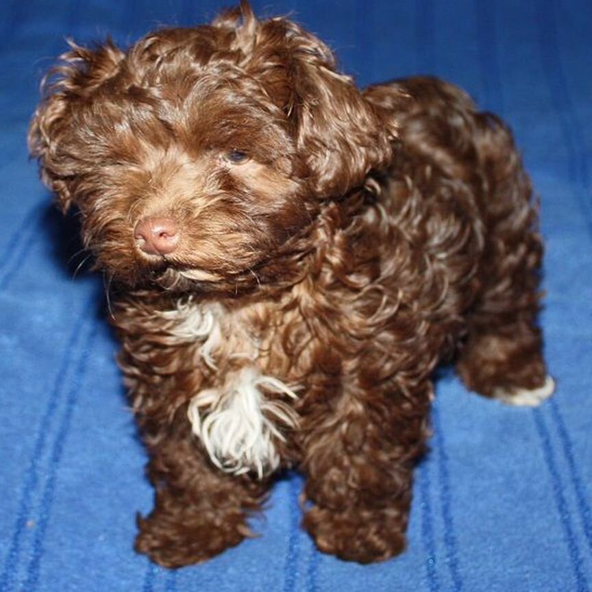 Русская цветная болонка, щенок