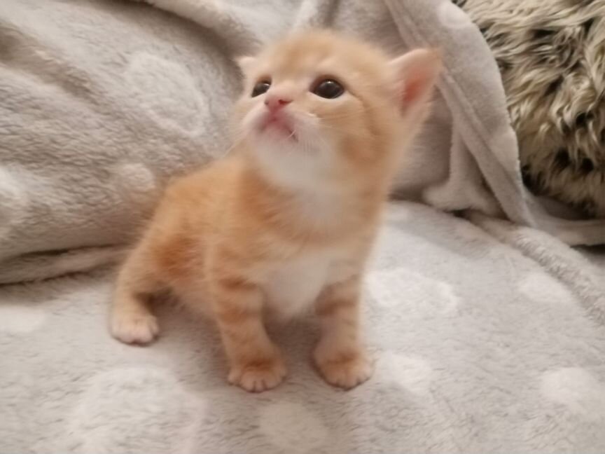Шотландские котята, рыженький мальчик