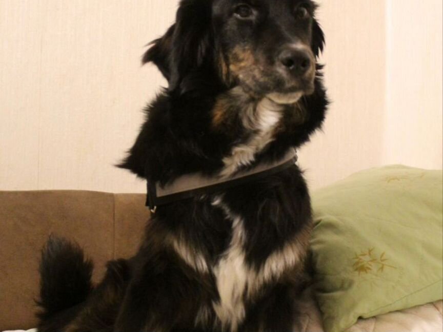 Щенок ретривер в добрые руки