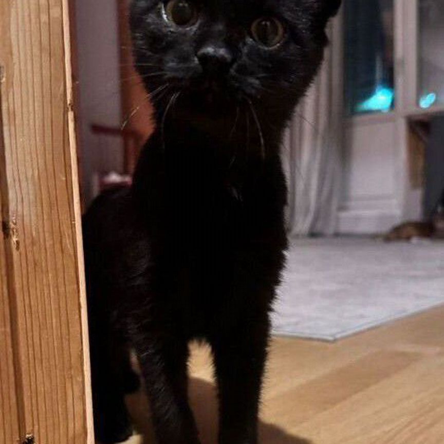 Черный котенок мальчик ищет семью