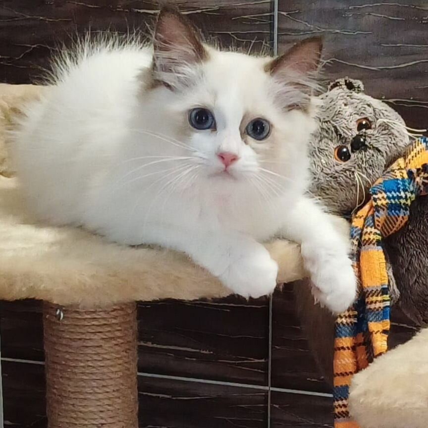 Котёнок Рэгдолл