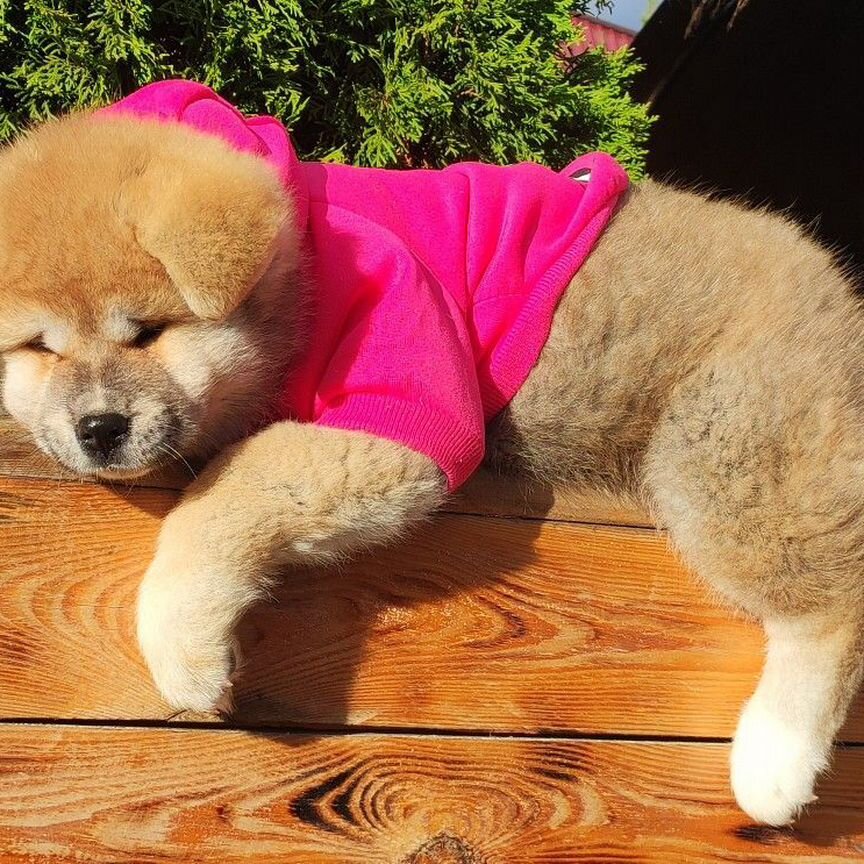 Плюшевая Акита ину