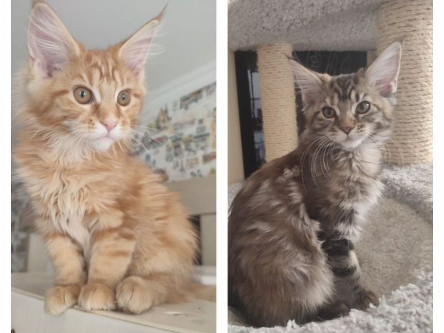 Котята мейн-кун