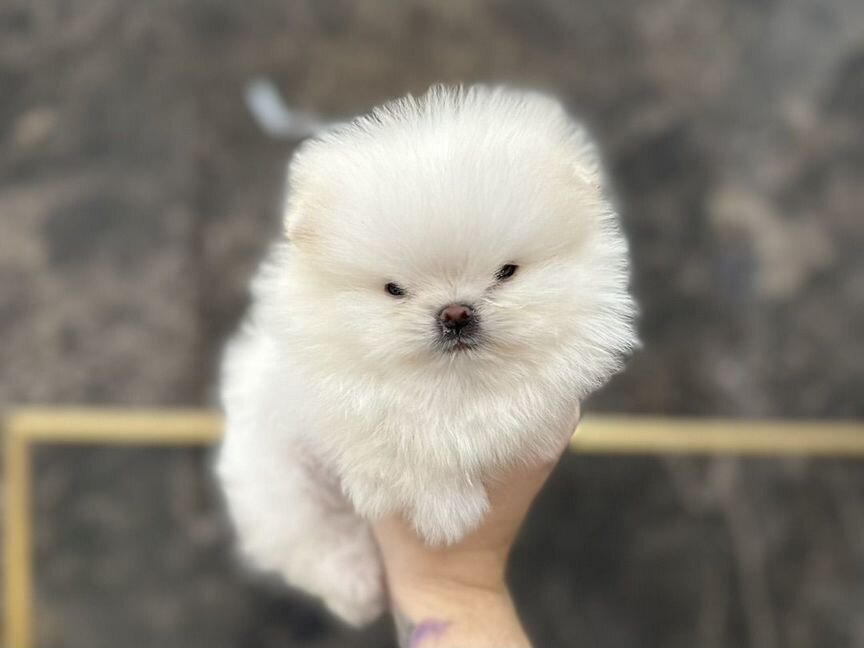 Мини шпиц. Микро шпиц