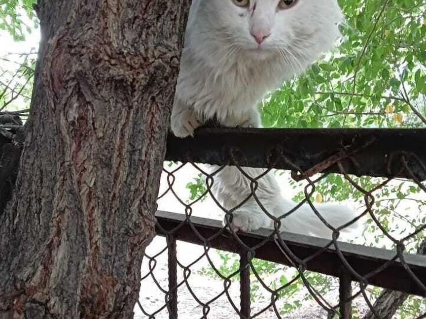 Погибает породистый шикарный кот