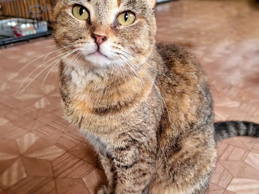 Кошечка Груня