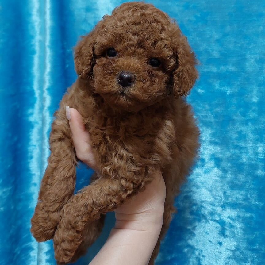 Той-пудель ред браун девочка