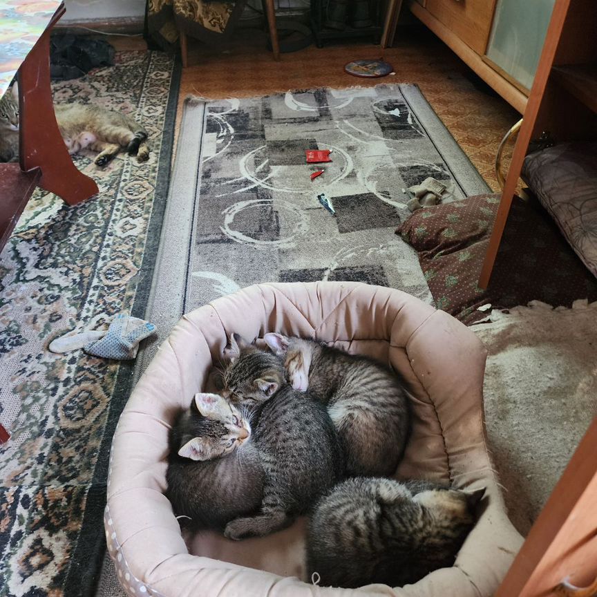 Котята короткошерстные
