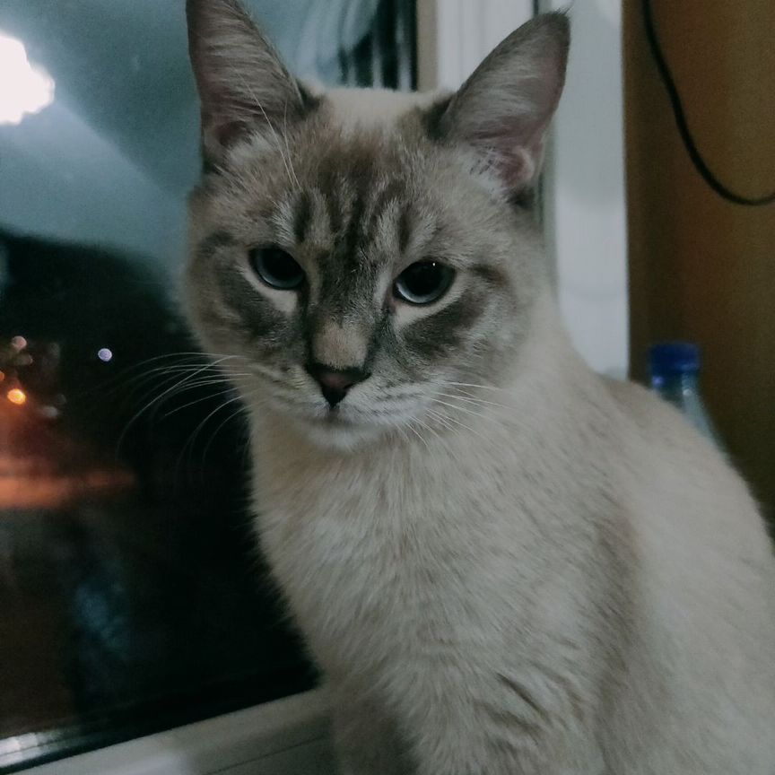 Красавиц в добрые руки