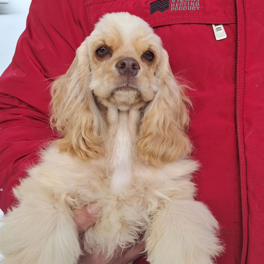 Американский кокер-спаниель, щенок