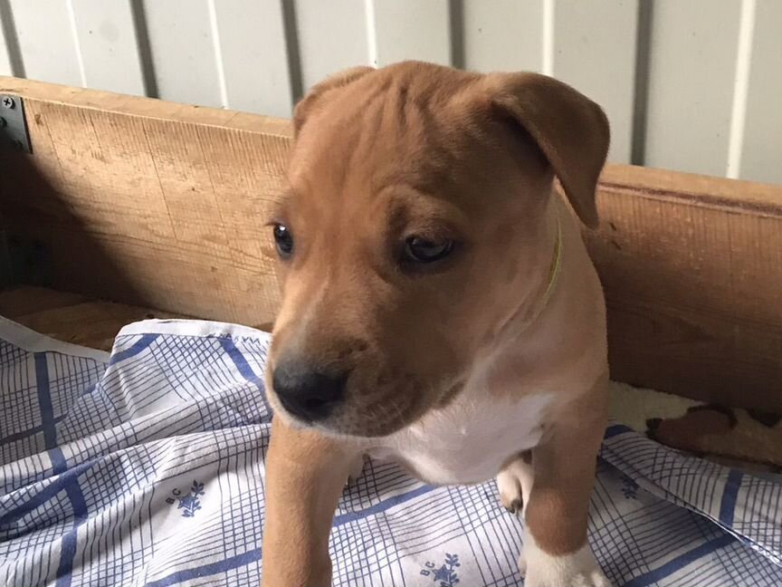 Стаффордширский терьер