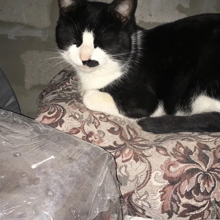 Никому ненужный котик ищет дом