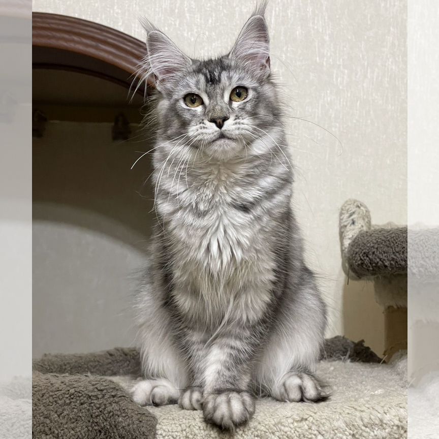 Котенок мейн-кун черное серебро