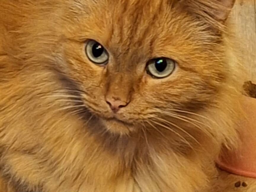 Кот Чубайс