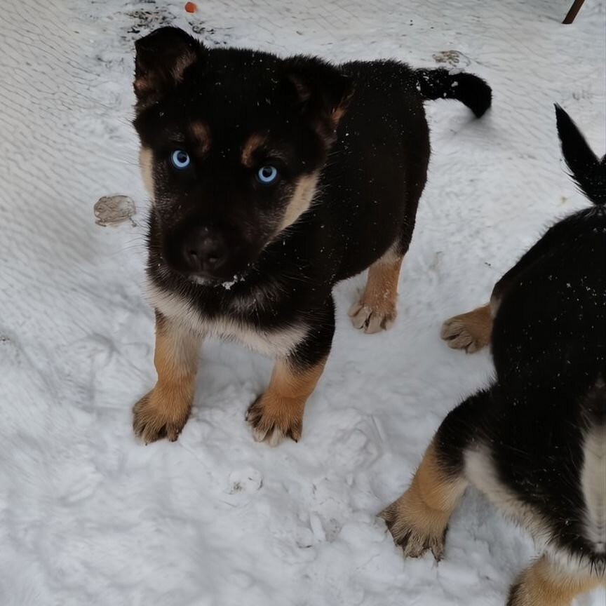 Щенок в добрые руки