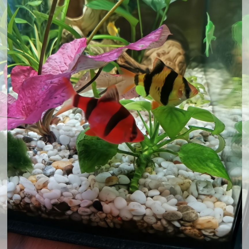 Отдам аквариумных рыбок