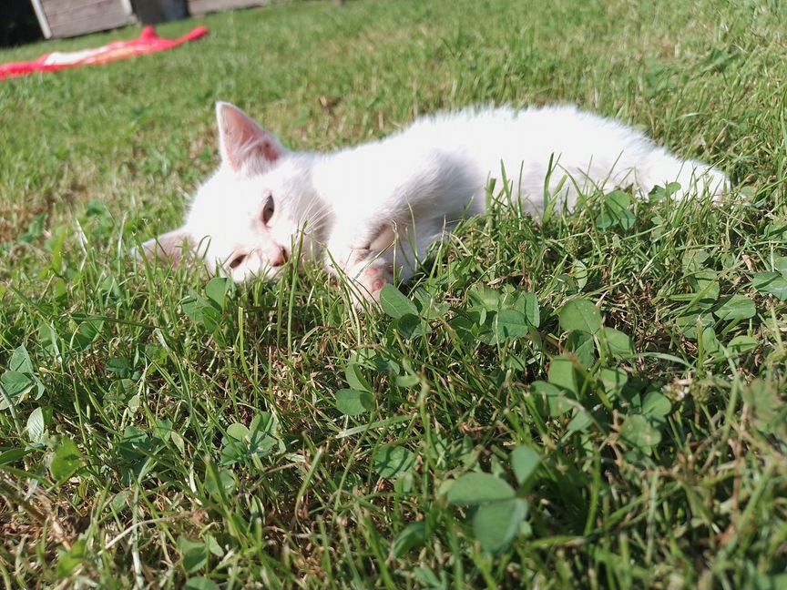 Отдадим котят в добрые руки