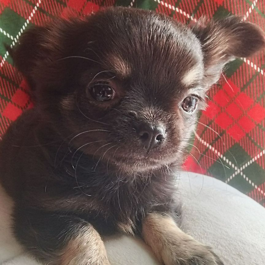 Чихуахуа, щенок